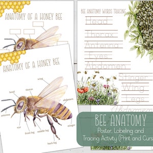 Bee Anatomy, Poster and Labeling Activity, Homeschool, Instant DOWNLOAD ...
