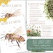 Bee Anatomy, Poster and Labeling Activity, Homeschool, Instant DOWNLOAD ...