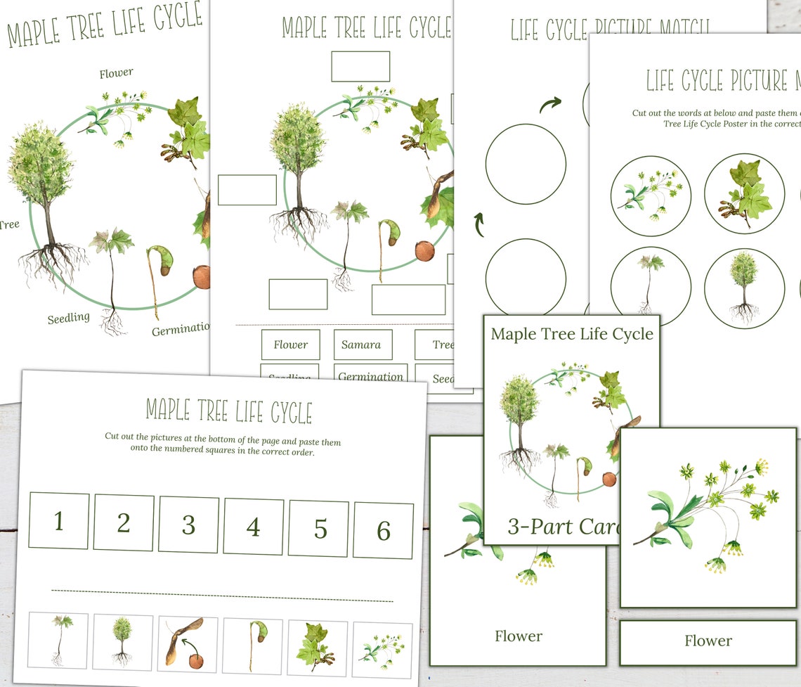 DECIDUOUS TREES Unit Study, Life Cycle, Anatomy, Nature Study, Science ...
