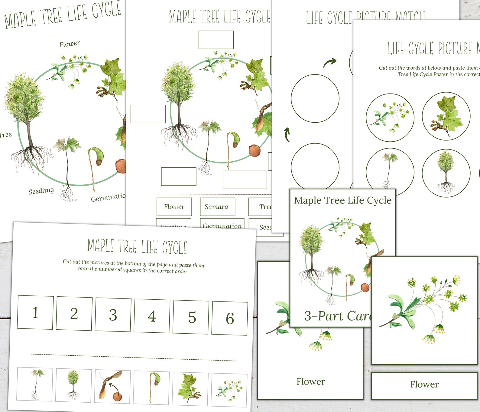 DECIDUOUS TREES Unit Study, Life Cycle, Anatomy, Nature Study, Science ...
