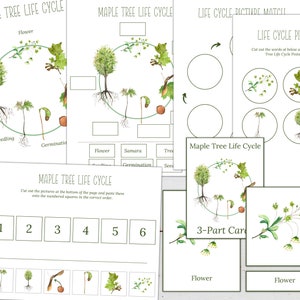 DECIDUOUS TREES Unit Study, Life Cycle, Anatomy, Nature Study, Science ...