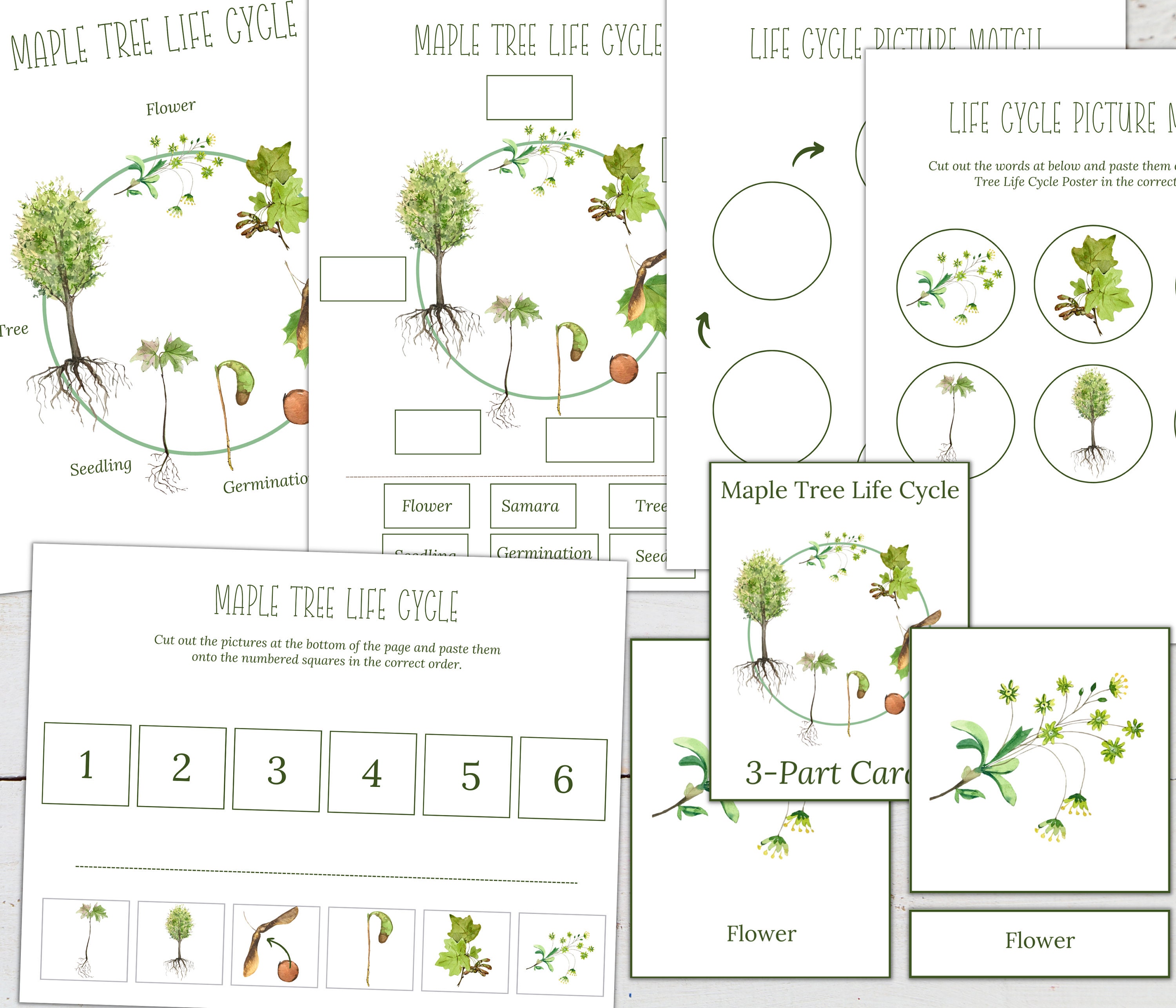 DECIDUOUS TREES Unit Study, Life Cycle, Anatomy, Nature Study, Science ...