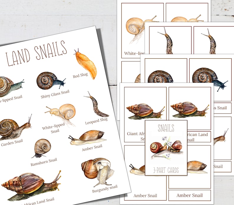 Snail Unit Study: Life Cycle, Anatomy, Homeschool Printable (instant ...