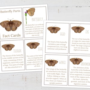 BUTTERFLY Anatomy, Poster + Labeling and Tracing Activities+ Fact Cards ...