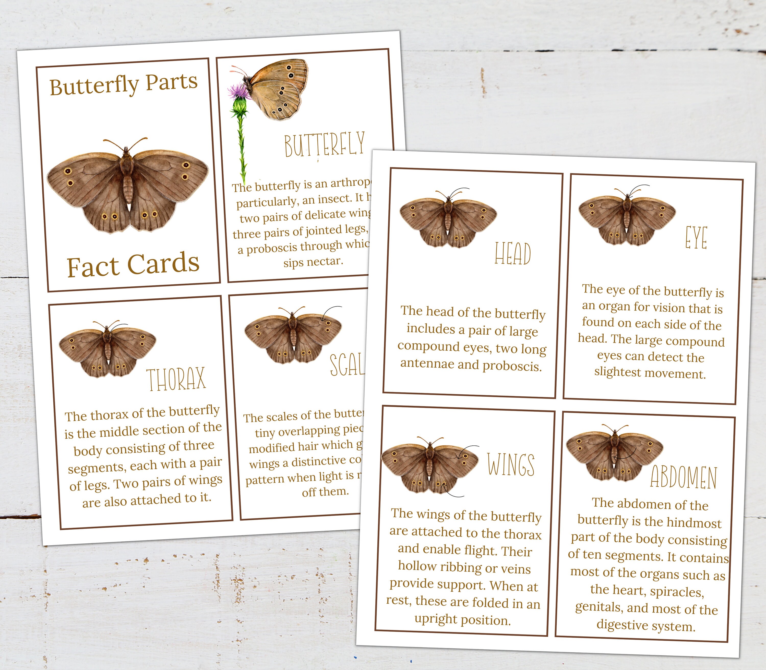 BUTTERFLY Anatomy Poster Labeling and Tracing Activities - Etsy