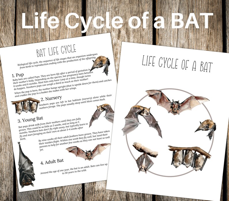 BAT Life Cycle Nature Study Homeschool Printable Instant - Etsy