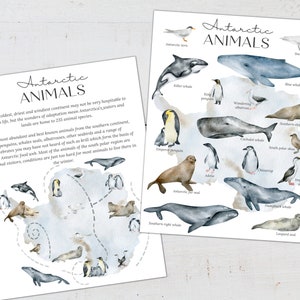 ANTARCTIC ANIMALS Unit Study, Life Cycle, Anatomy, Nature Study ...