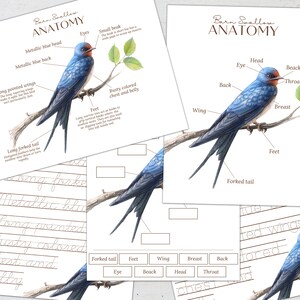 Swallow Unit Study: Homeschool Science, Anatomy & Life Cycle (instant ...