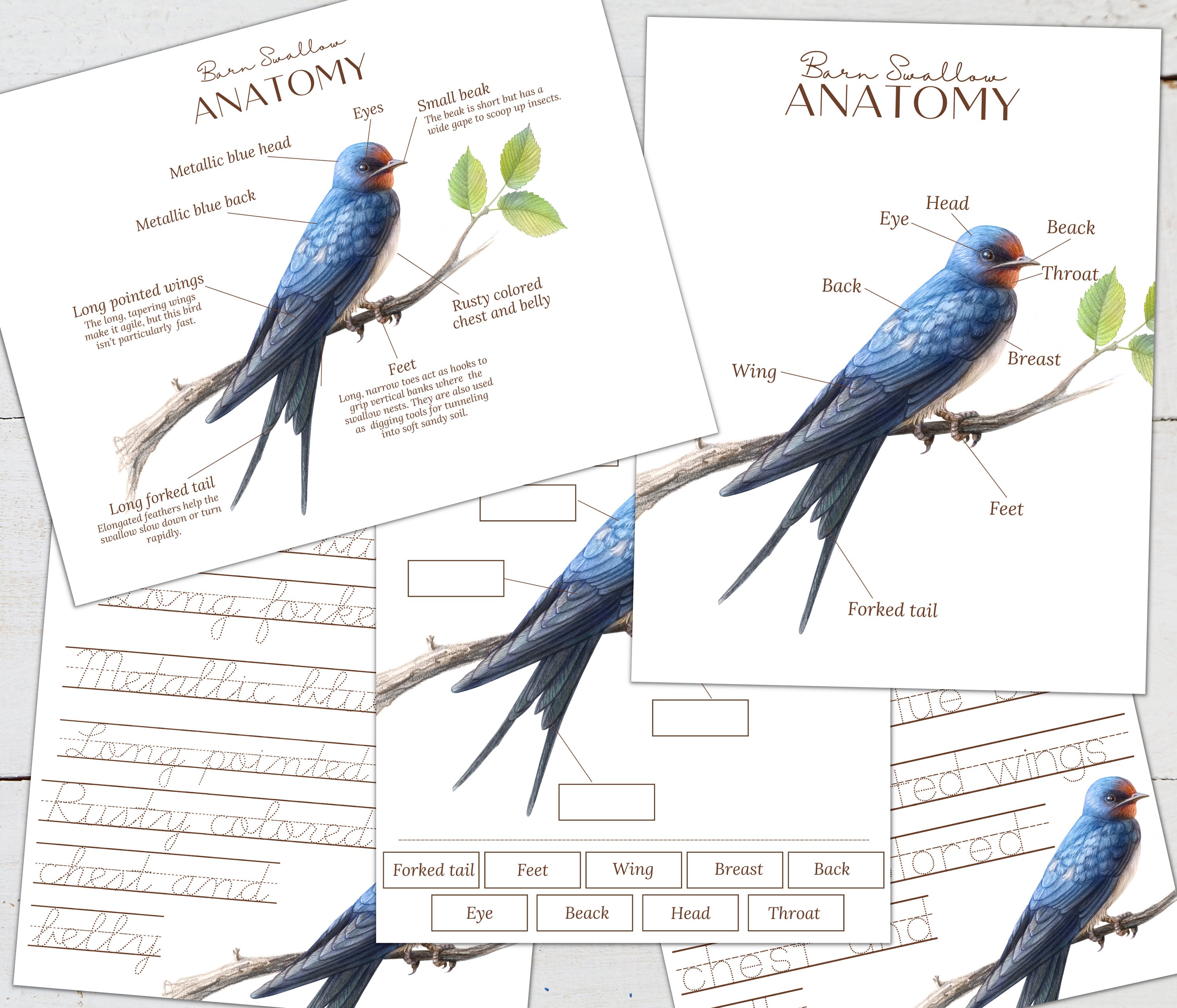 Swallow Unit Study: Homeschool Science, Anatomy & Life Cycle (instant ...
