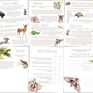 BEHAVIORS in NATURE BUNDLE (symbiosis, Animal Defenses, Animals at ...