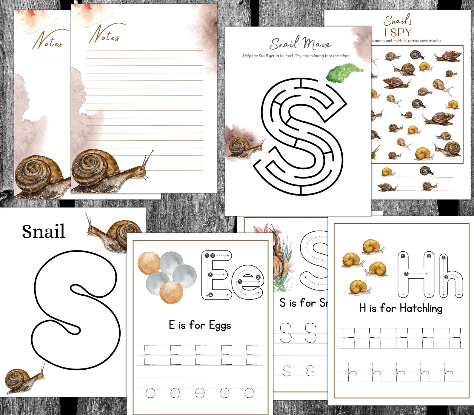 SNAIL Unit Study Life Cycle Anatomy Nature Study Science - Etsy