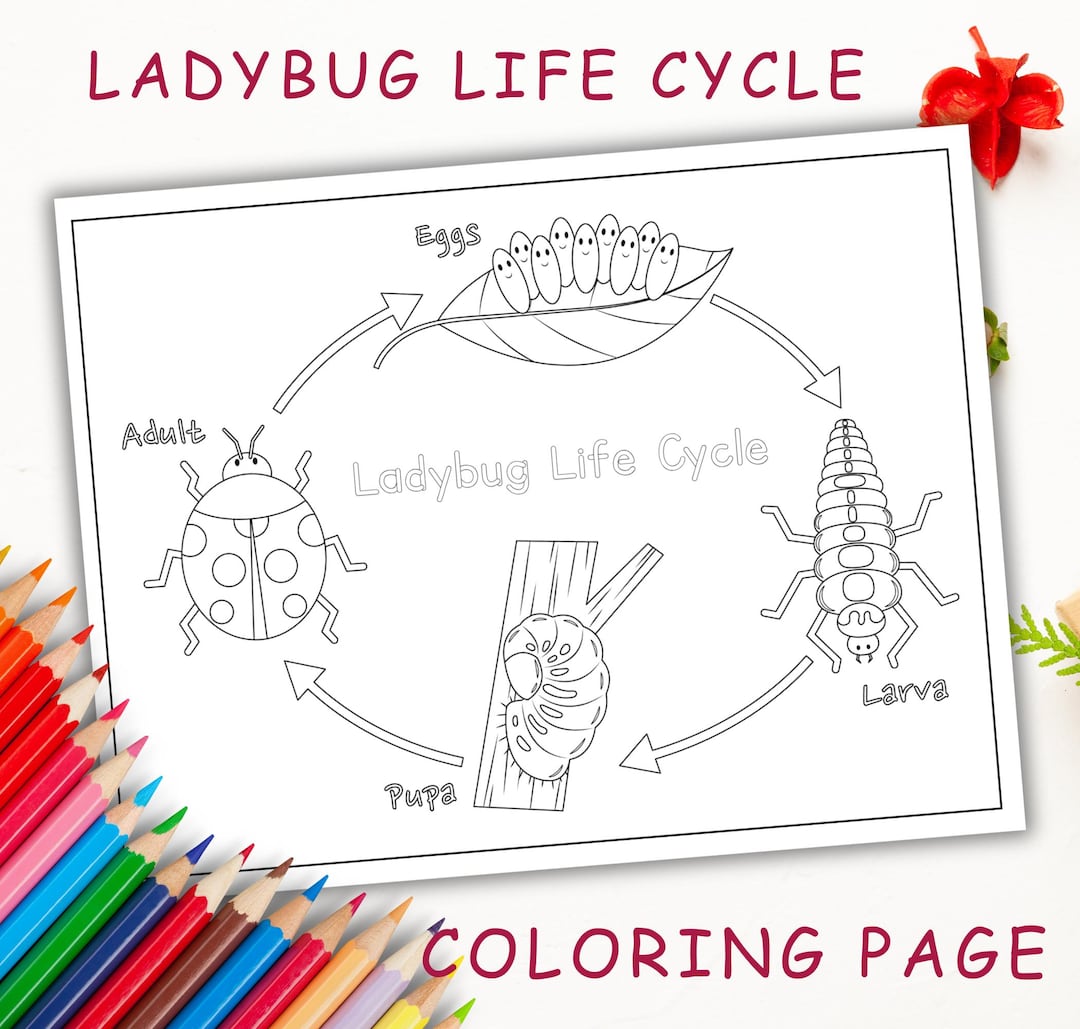 Ladybug Life Cycle Coloring Page: Butterfly Activity (printable PDF ...