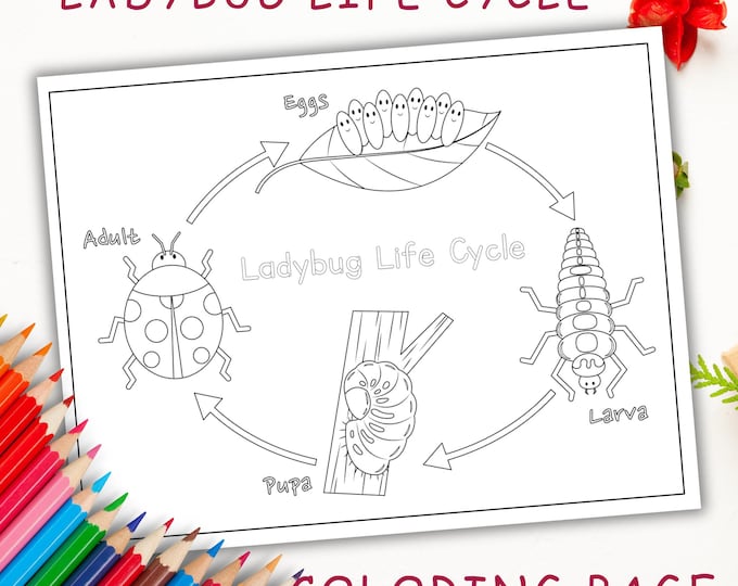 Life Cycle Clip Art - Ladybug Life Cycle Clip Art - Egg Clipart ...