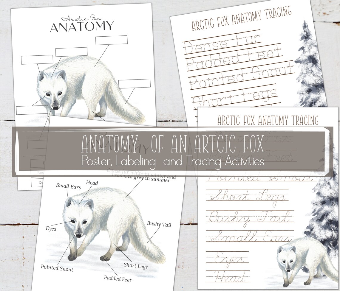 Arctic Fox Unit Study: Homeschool Science Printable (instant Download ...