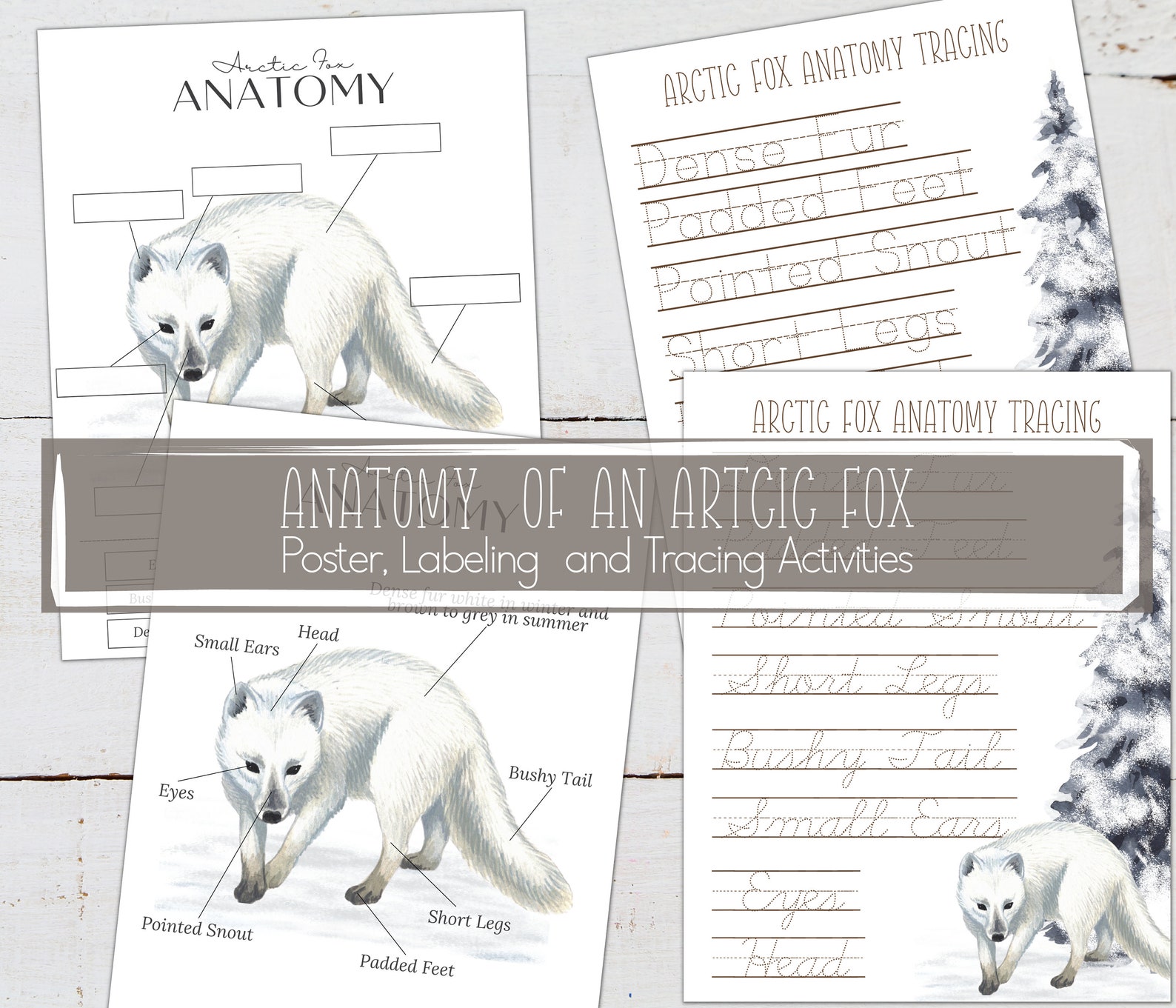 Arctic Fox Unit Study: Homeschool Science Printable (instant Download ...