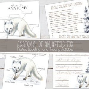 Arctic Fox Unit Study: Homeschool Science Printable (instant Download ...