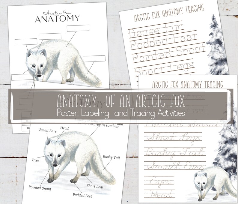 Arctic Fox Unit Study: Homeschool Science Printable (instant Download ...