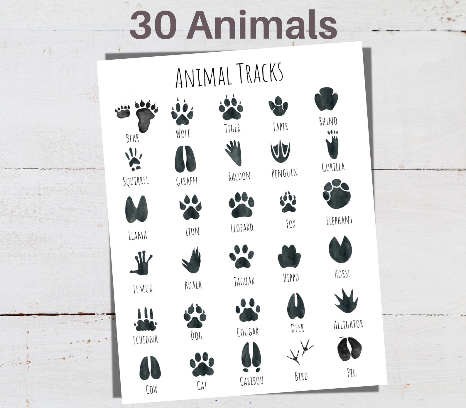 Animal Tracks Poster Set: Nature Study Cards & Puzzles (digital ...