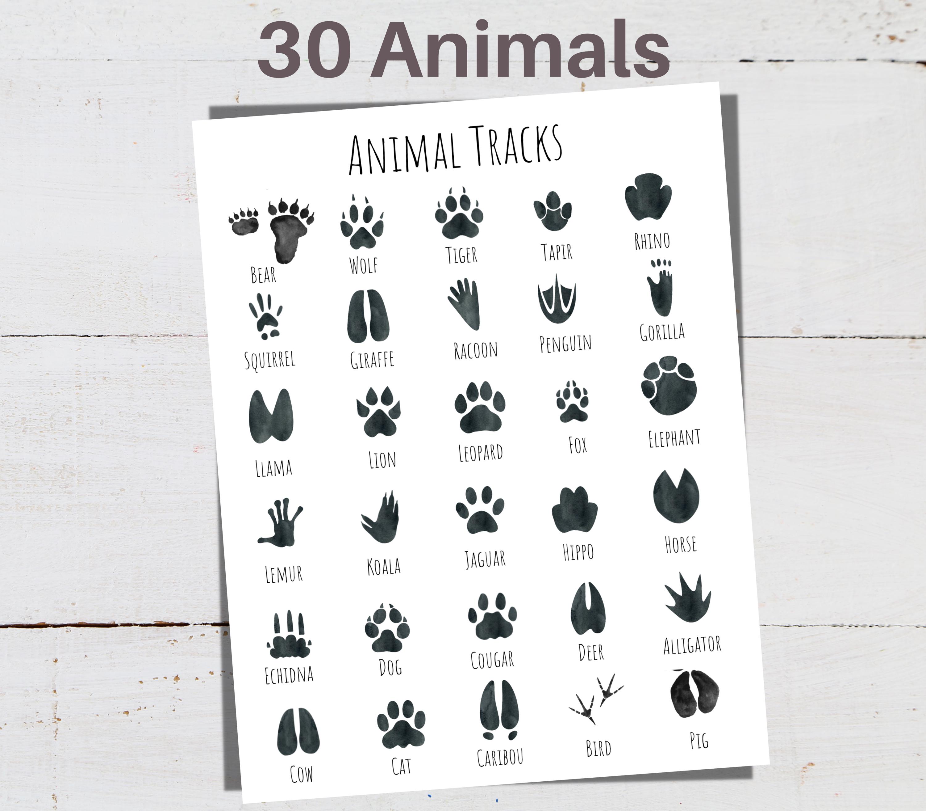 Animal Tracks Poster Set: Nature Study Cards & Puzzles (digital ...