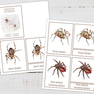 SPIDERS Mini Poster, Fact Cards and 3 Part Cards, Nature, Digital DIY ...