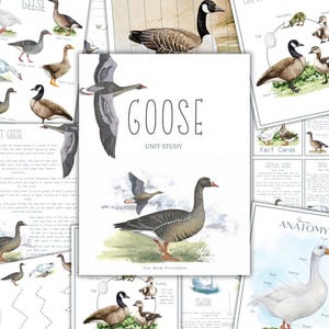 Waterfowl & Amphibians Homeschool Bundle: 4 Unit Studies (instant ...
