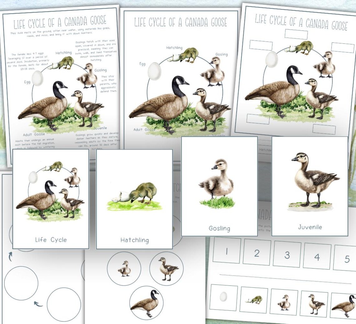 Goose Unit Study: Life Cycle, Anatomy, and Activities (homeschool ...