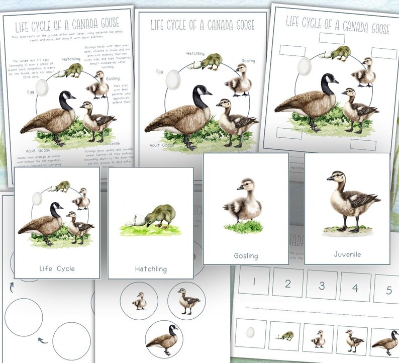 Goose Unit Study: Life Cycle, Anatomy, and Activities (homeschool ...