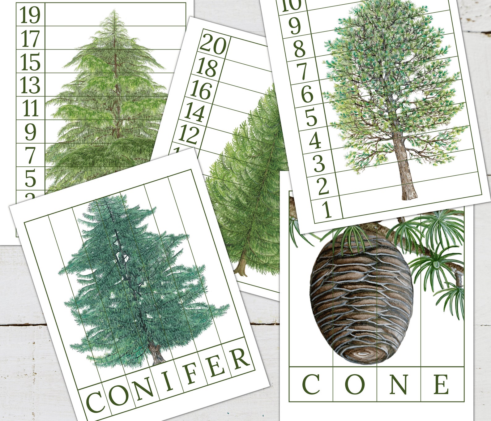 CONIFER TREE Unit Study, Life Cycle, Anatomy, Nature Study, Science ...