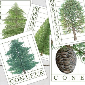 CONIFER TREE Unit Study, Life Cycle, Anatomy, Nature Study, Science ...