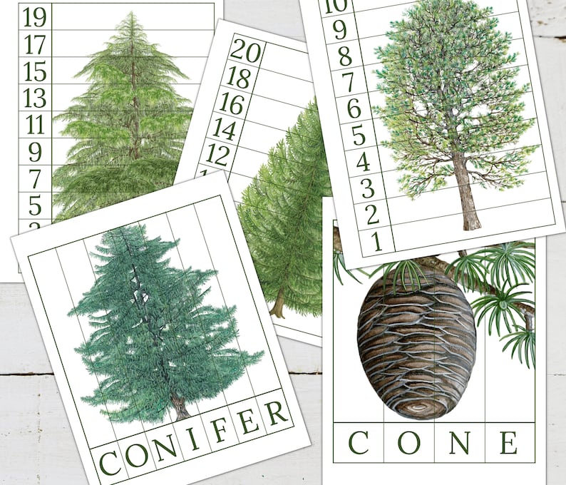 CONIFER TREE Unit Study, Life Cycle, Anatomy, Nature Study, Science ...