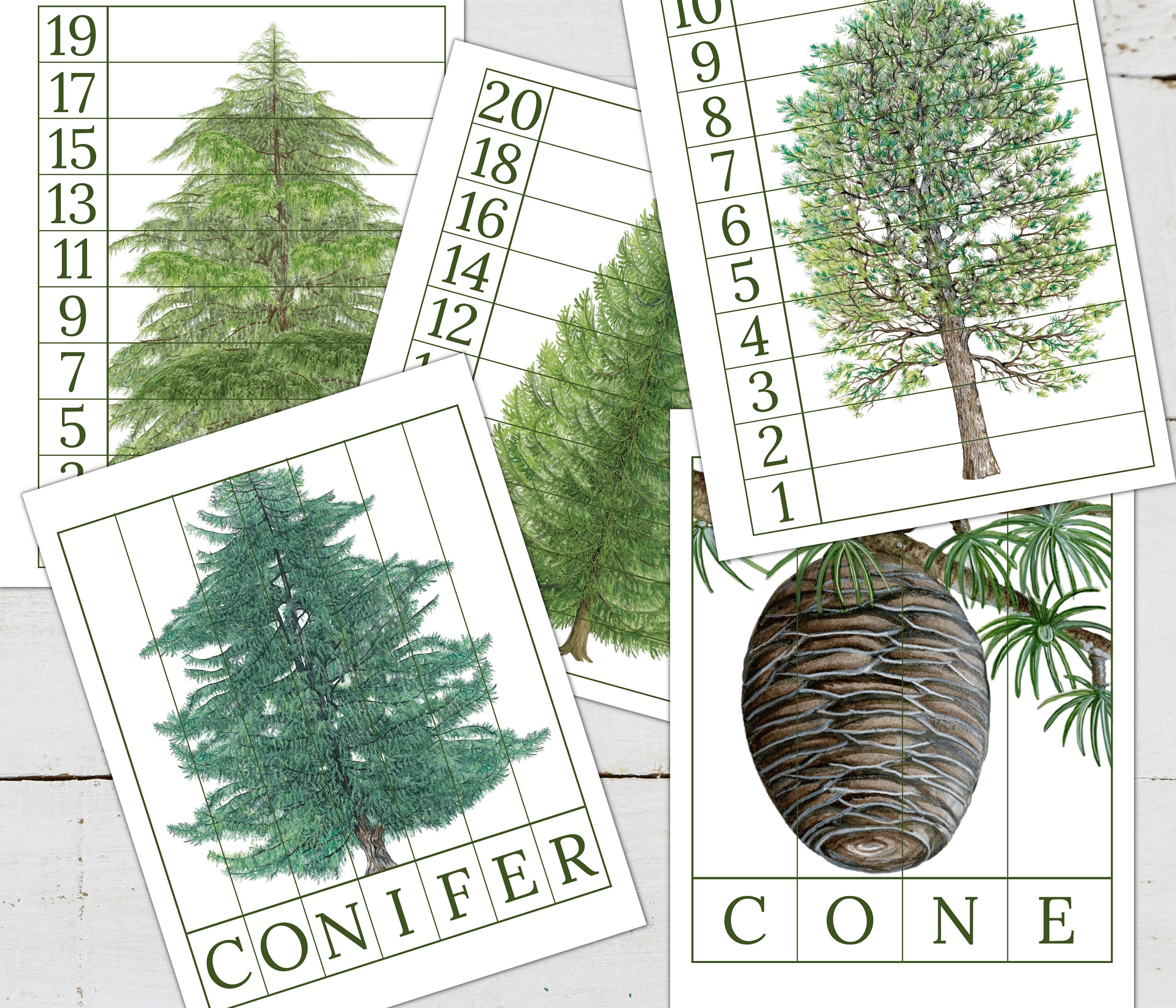 CONIFER TREE Unit Study, Life Cycle, Anatomy, Nature Study, Science ...
