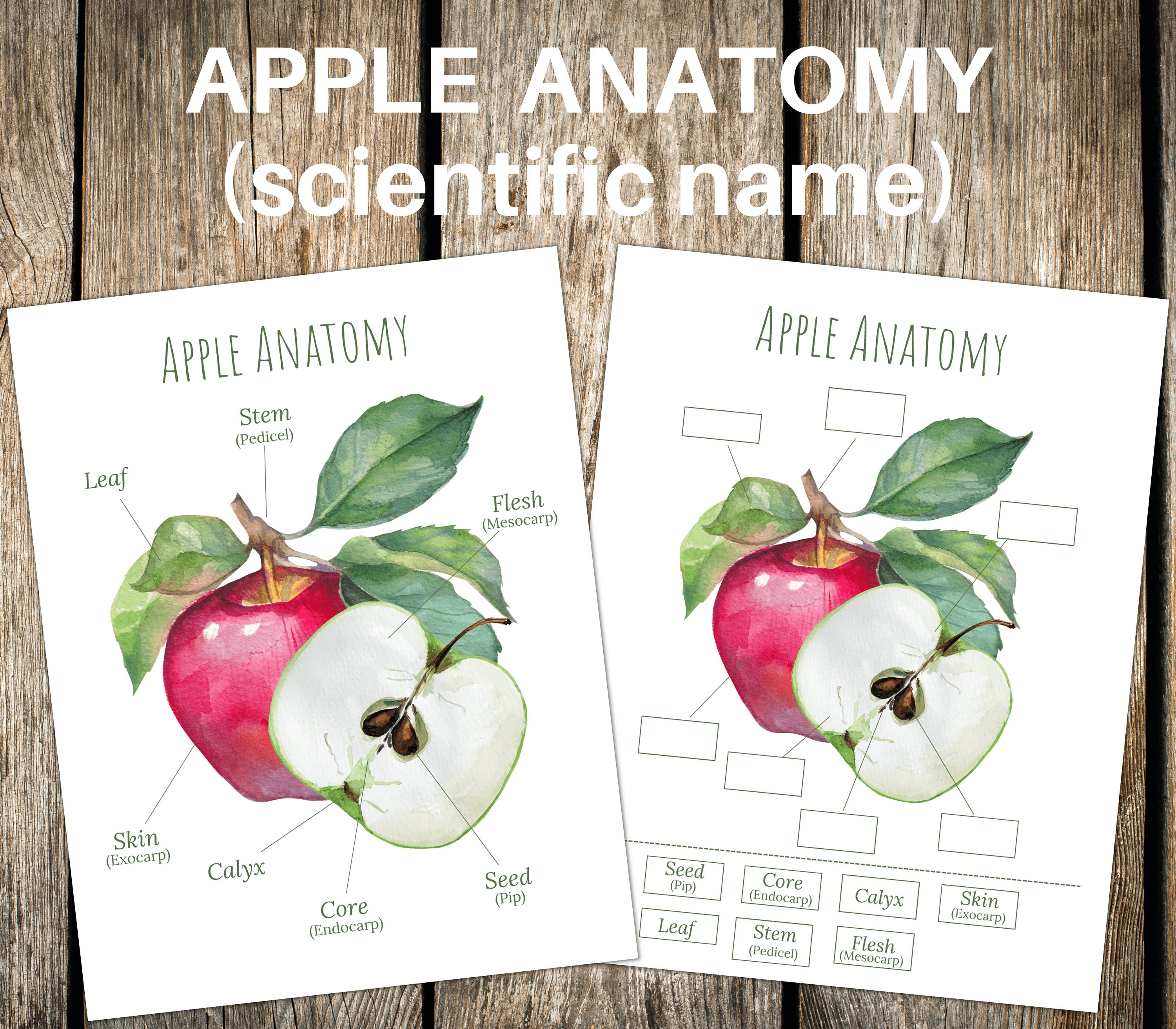 APPLE Anatomy Poster and Labeling Activity Homeschool - Etsy