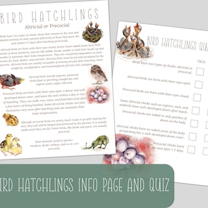 BIRDS UNITS BUNDLE, Bird Activities, Nests, Hatchlings, Beaks ...