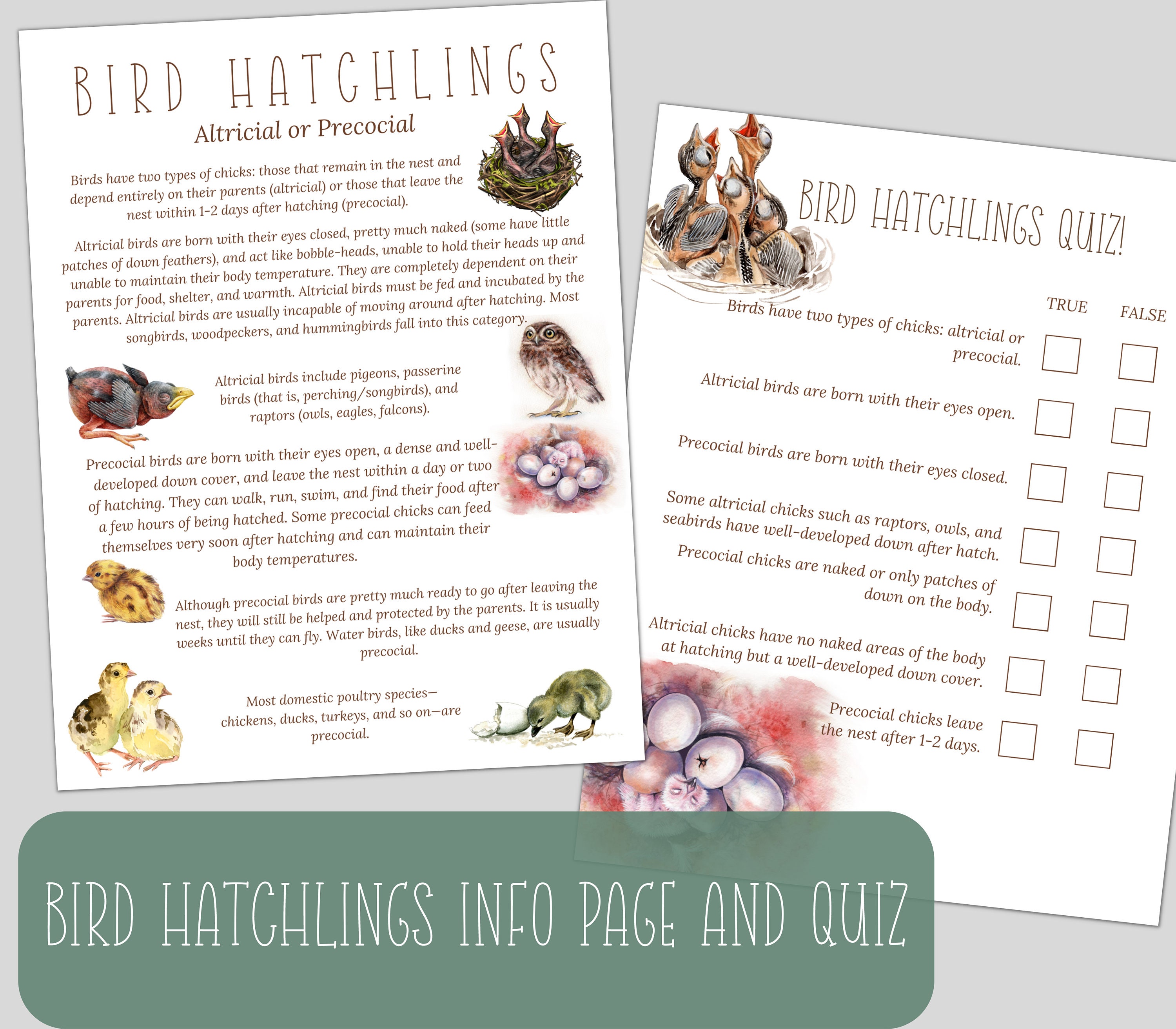 BIRDS UNITS BUNDLE, Bird Activities, Nests, Hatchlings, Beaks ...