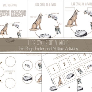 GREY WOLF Unit Study, Life Cycle, Anatomy, Nature Study, Science ...