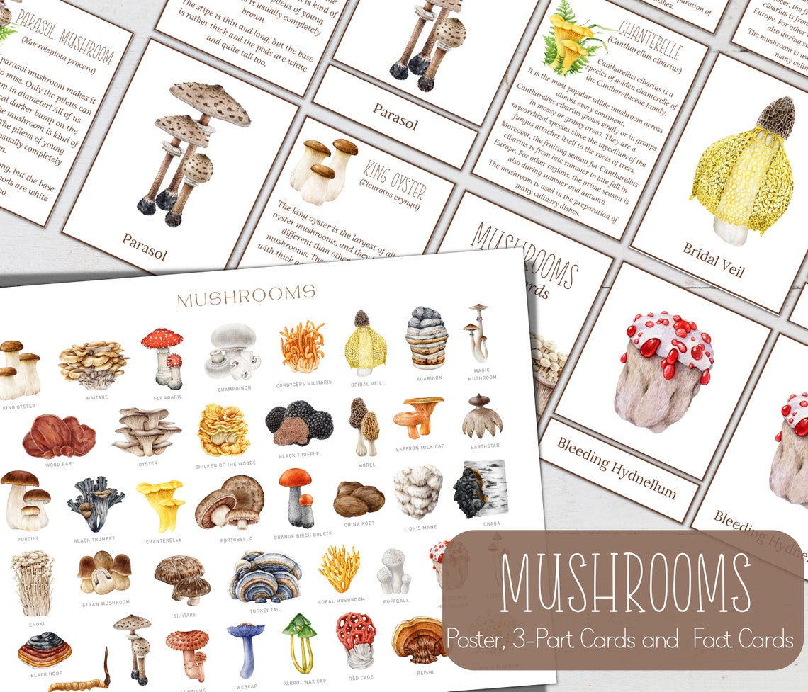 Mushroom Unit Study: Life Cycle, Anatomy, Homeschool Printable (instant ...