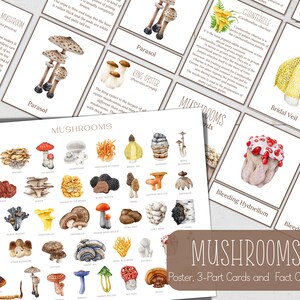 Mushroom Unit Study: Life Cycle, Anatomy, Homeschool Printable (instant ...