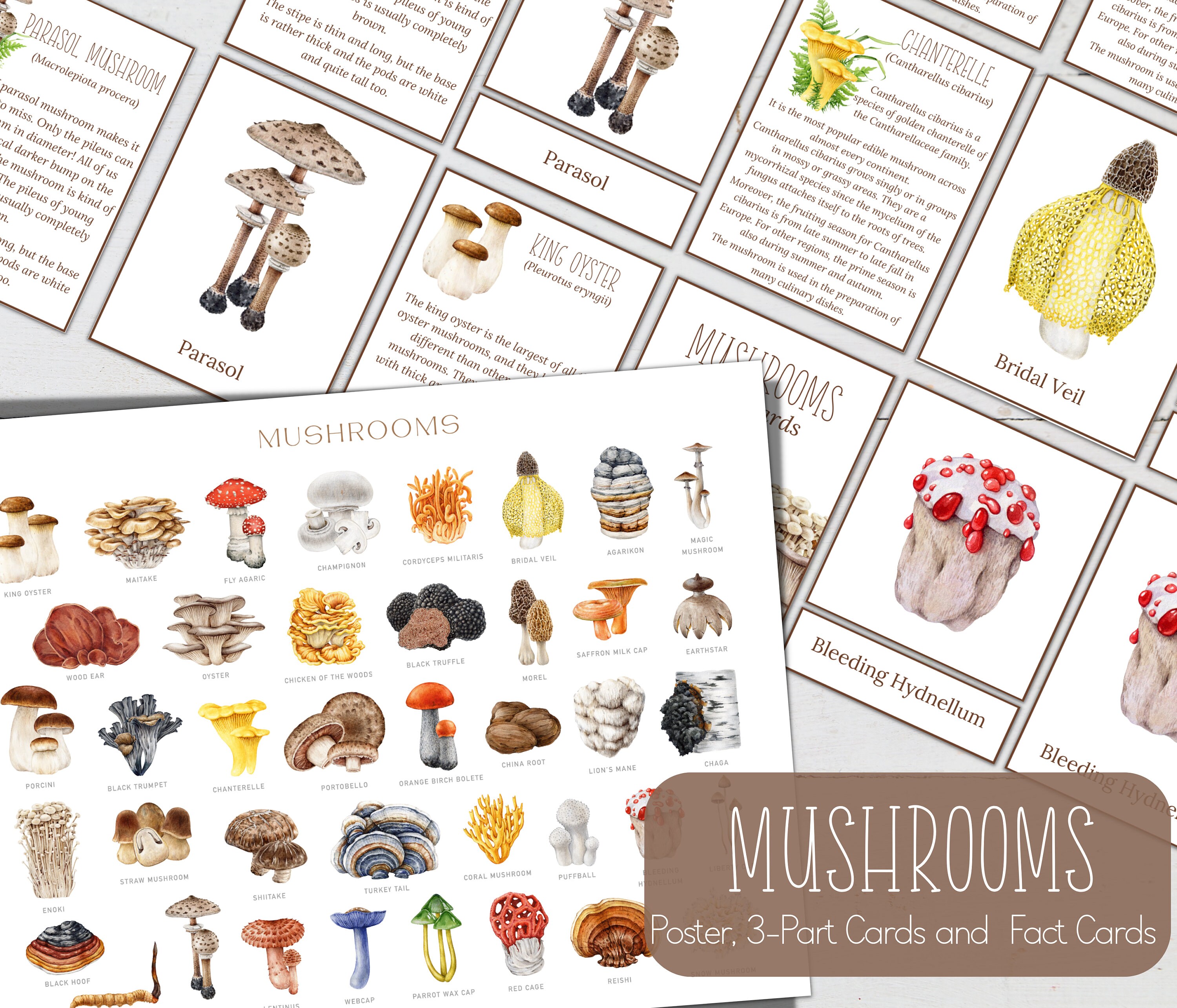 Mushroom Unit Study: Life Cycle, Anatomy, Homeschool Printable (instant ...