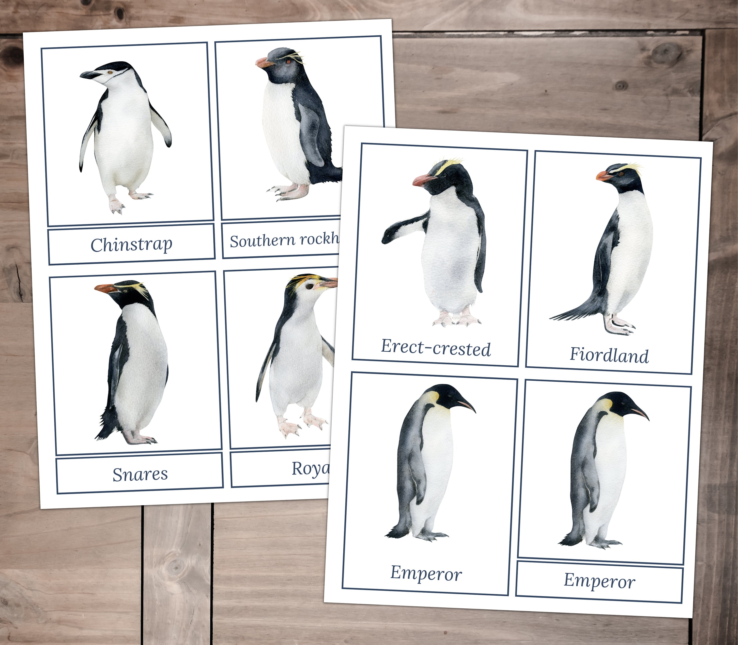 PENGUINS Poster 3-part Cards Montessori Instant Download - Etsy