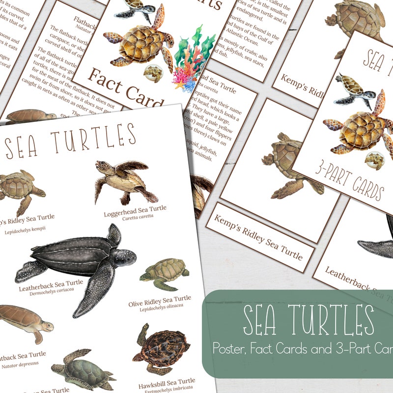 Sea Turtle Poster - Etsy