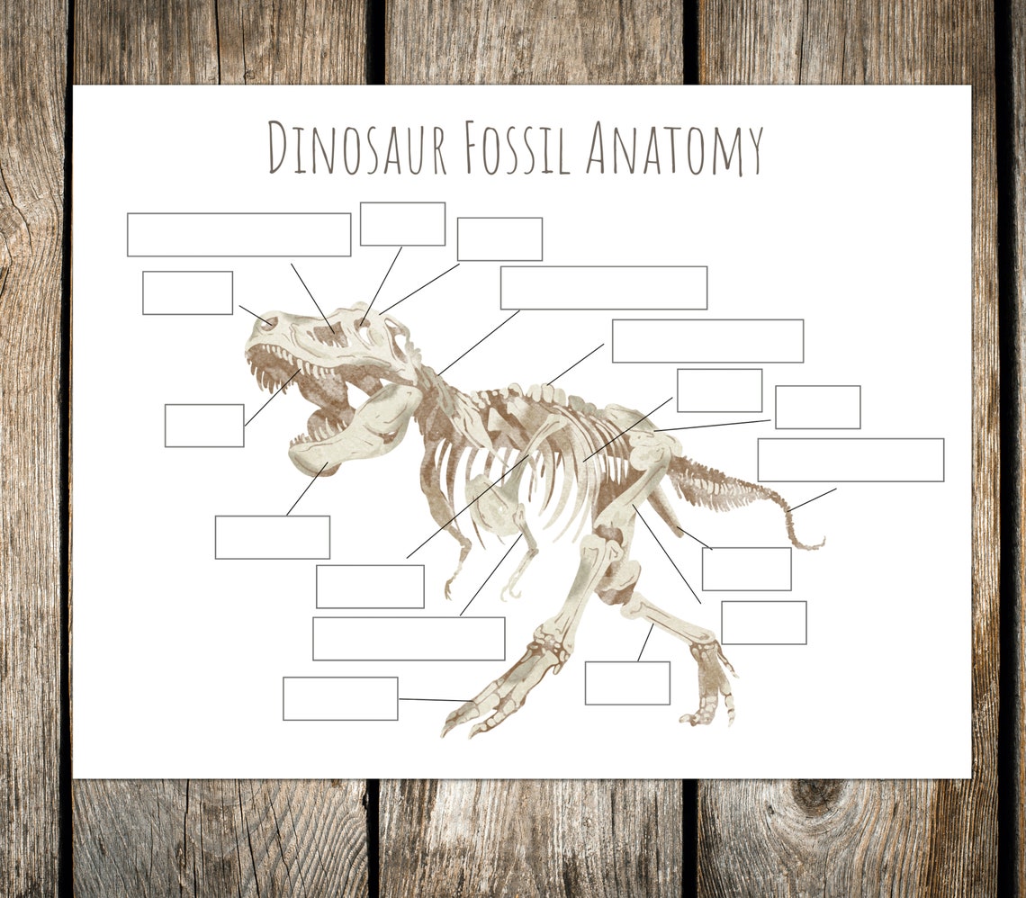 DINOSAUR Anatomy Poster and Labeling Activity Homeschool - Etsy