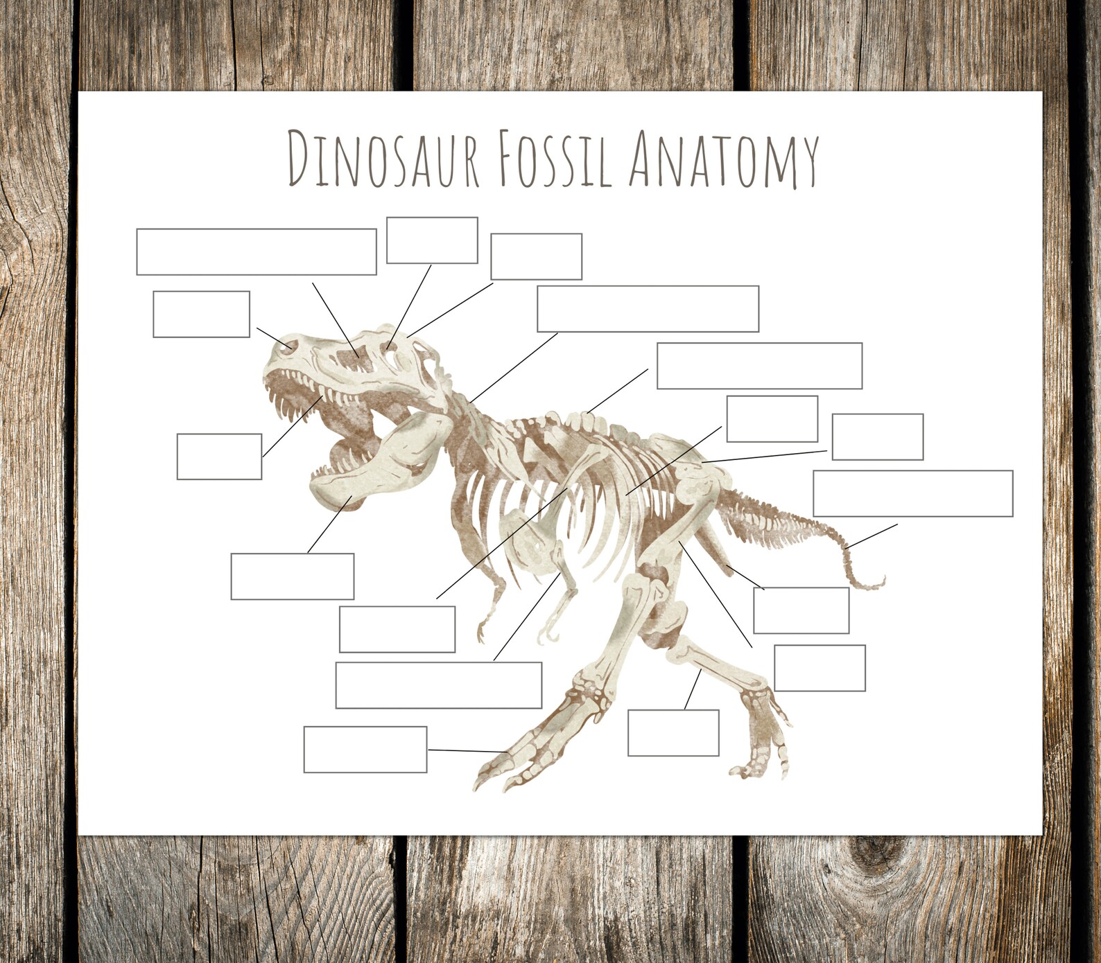 DINOSAUR Anatomy Poster and Labeling Activity Homeschool - Etsy