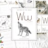 GREY WOLF Unit Study, Life Cycle, Anatomy, Nature Study, Science ...