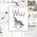 GREY WOLF Unit Study, Life Cycle, Anatomy, Nature Study, Science ...