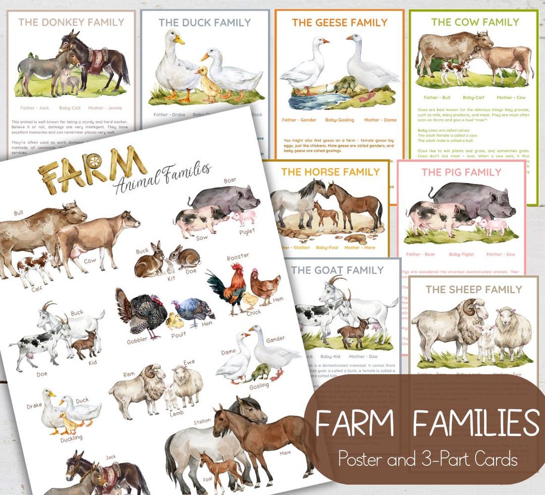 Farm Animals Flashcards: Educational Mini Poster (printable PDF) - Etsy