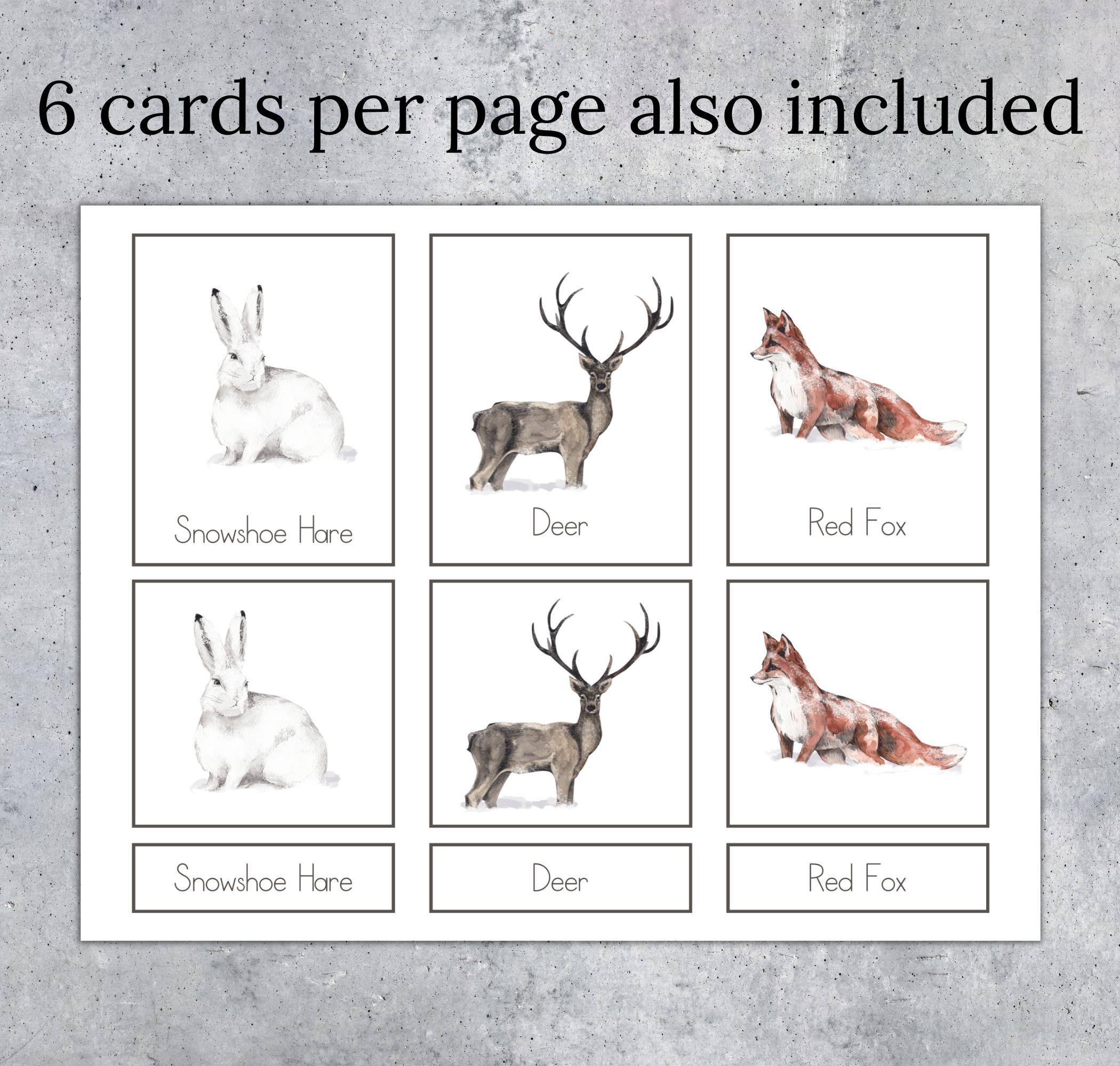 WINTER FOREST Animals Montessori 3 Part Cards. Preschool Vocabulary ...