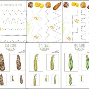 Corn Unit Study: Life Cycle, Anatomy, Homeschool Printable (instant ...