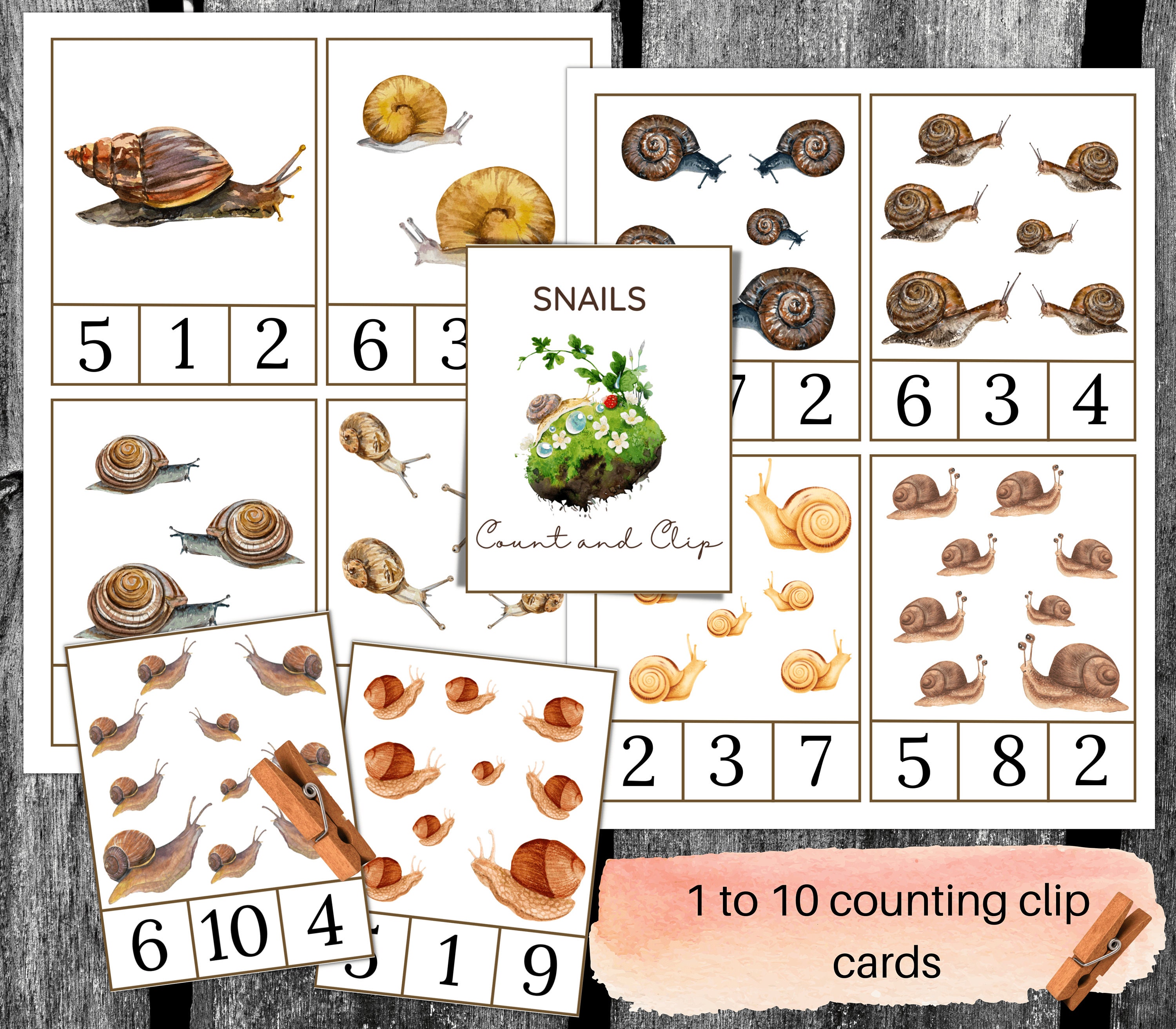 SNAIL Unit Study Life Cycle Anatomy Nature Study Science - Etsy