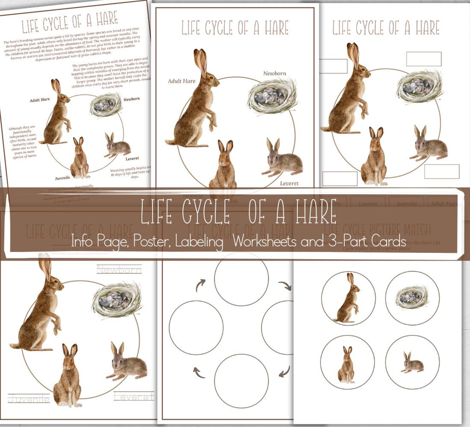 Rabbit and Hare Unit Study: Homeschool Printable (instant Download) - Etsy