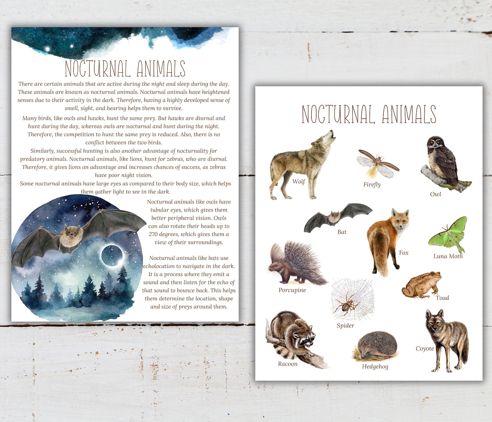 Nocturnal Animals Unit Study: Anatomy, Life Cycle, & Handwriting ...